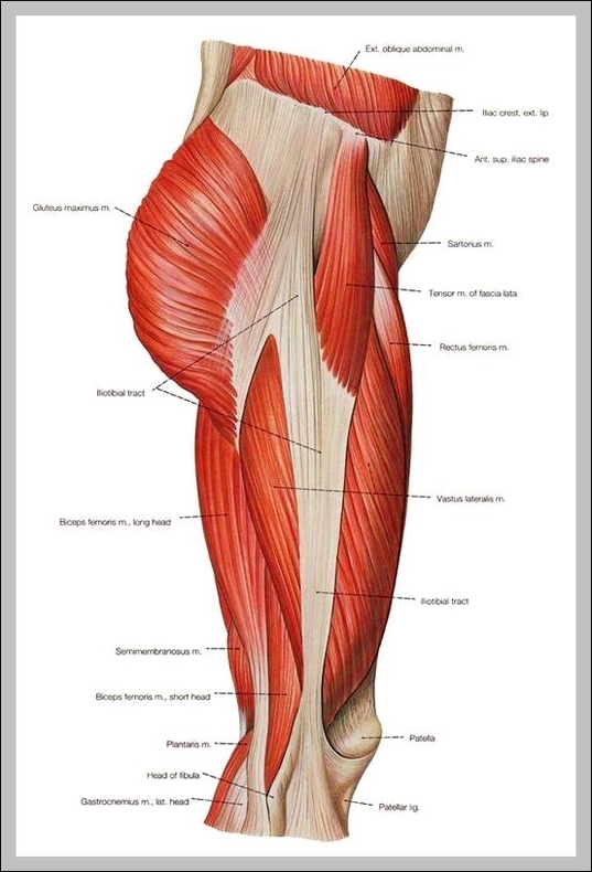 Inner Thigh Muscles Anatomy Graph Diagram Inner Thigh Muscles Anatomy Graph Diagram