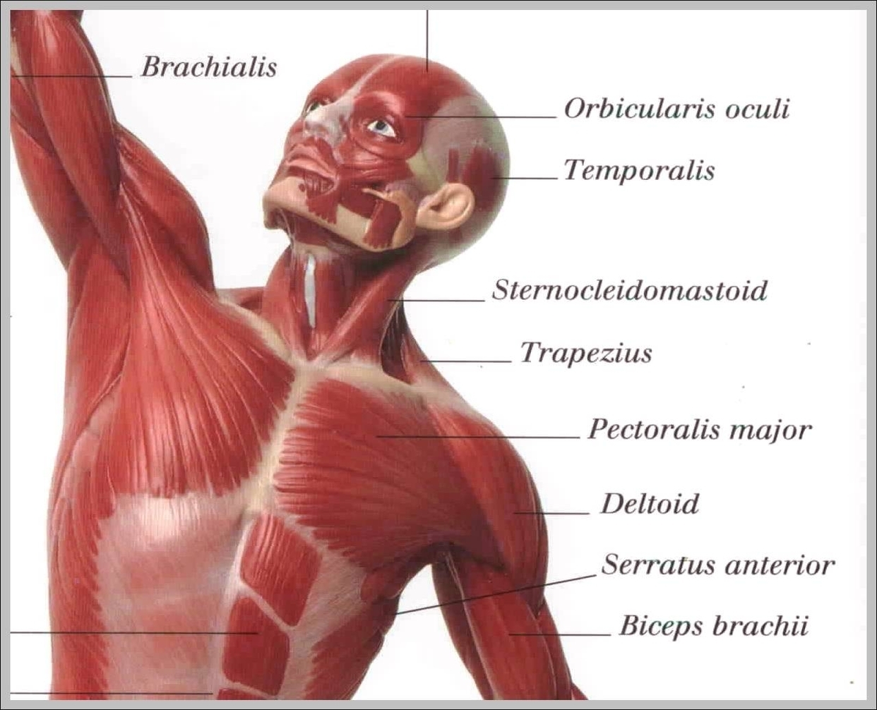 Human Muscle Diagram Graph Diagram