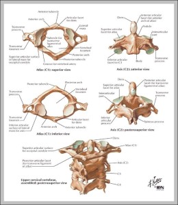 Anatomy Of Cervical Vertebrae