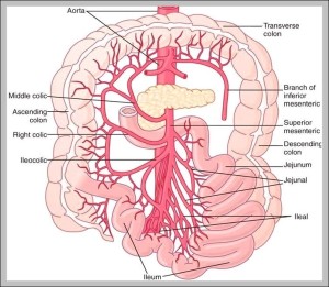 small intestine diagram