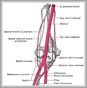 Blood Vessels In Arm