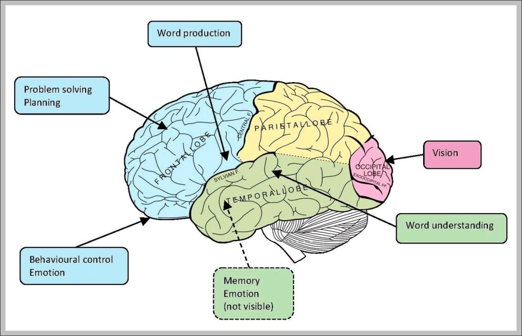 Brain Function Diagram