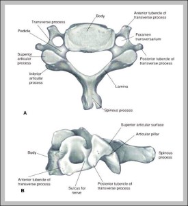 Cervical Bones