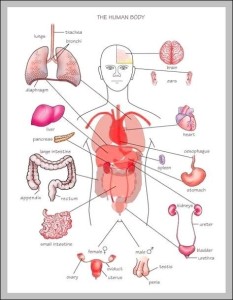 Diagram Internal Organs