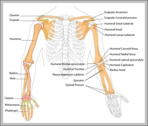 Diagram Of Human Arm