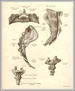 Diagram Of Sternum