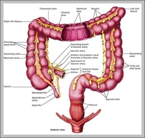 Female Anatomy Appendix