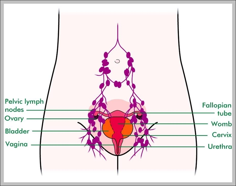 Female Groin Lymph Nodes Diagram Graph Diagram Female Groin Lymph Nodes Diagram Graph Diagram