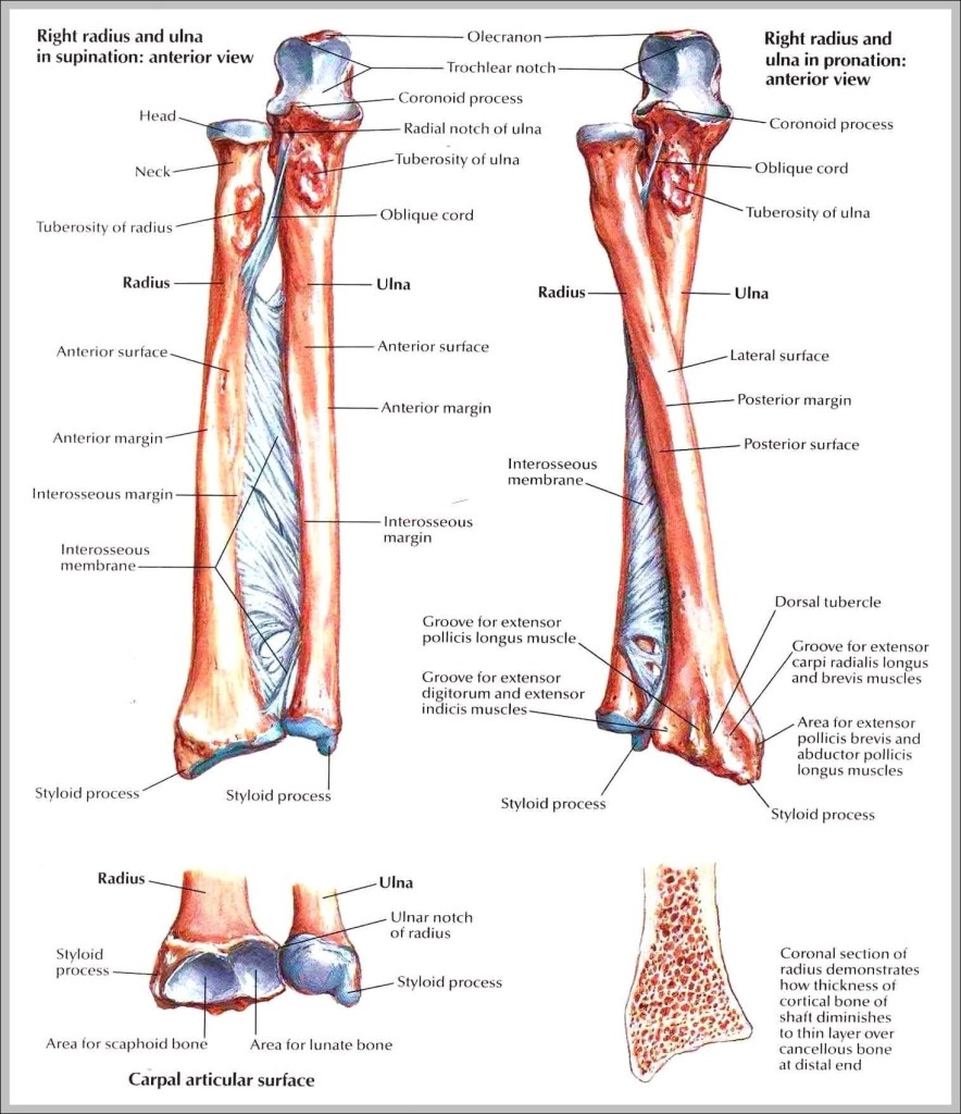 Anatomy – Page 50 – Graph Diagram