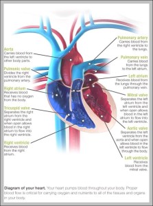 Functions Of The Heart