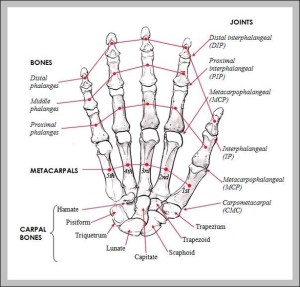 Hand Bones Anatomy