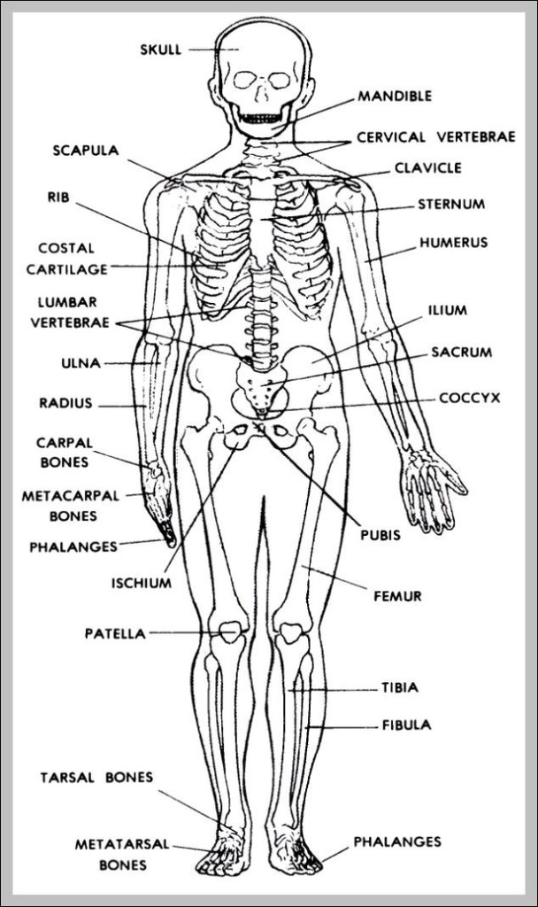 Human Anatomy Study Guides Graph Diagram Human Anatomy Study Guides Graph Diagram