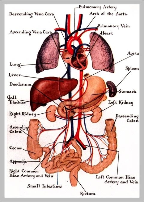 Human Body Organ Locations Graph Diagram Human Body Organ Locations Graph Diagram