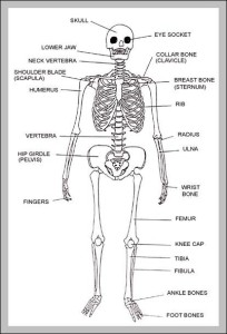 Human Bone Structure Diagram