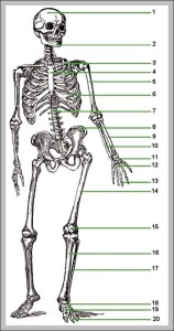 Human Skeleton Diagram Unlabeled