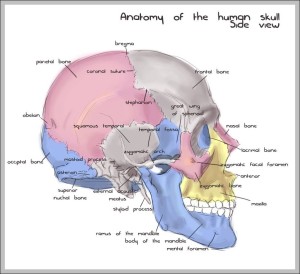 Human Skull Diagram