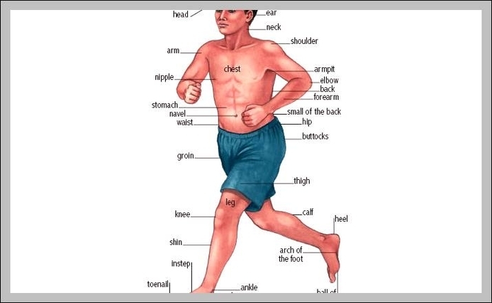 Labeled Body Parts In Spanish Graph Diagram Labeled Body Parts In Spanish Graph Diagram