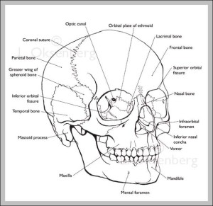 Labeled Human Skull