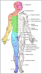 Labeled Muscle Diagram