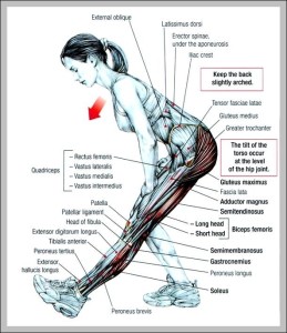 Leg Muscle Anatomy Pictures