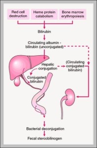 Liver Bile Production