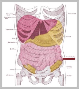 Location Of Small Intestine