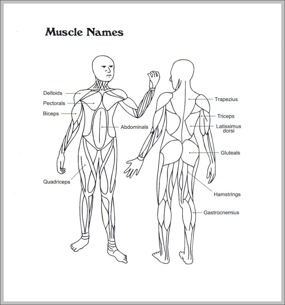 Muscular And Skeletal System