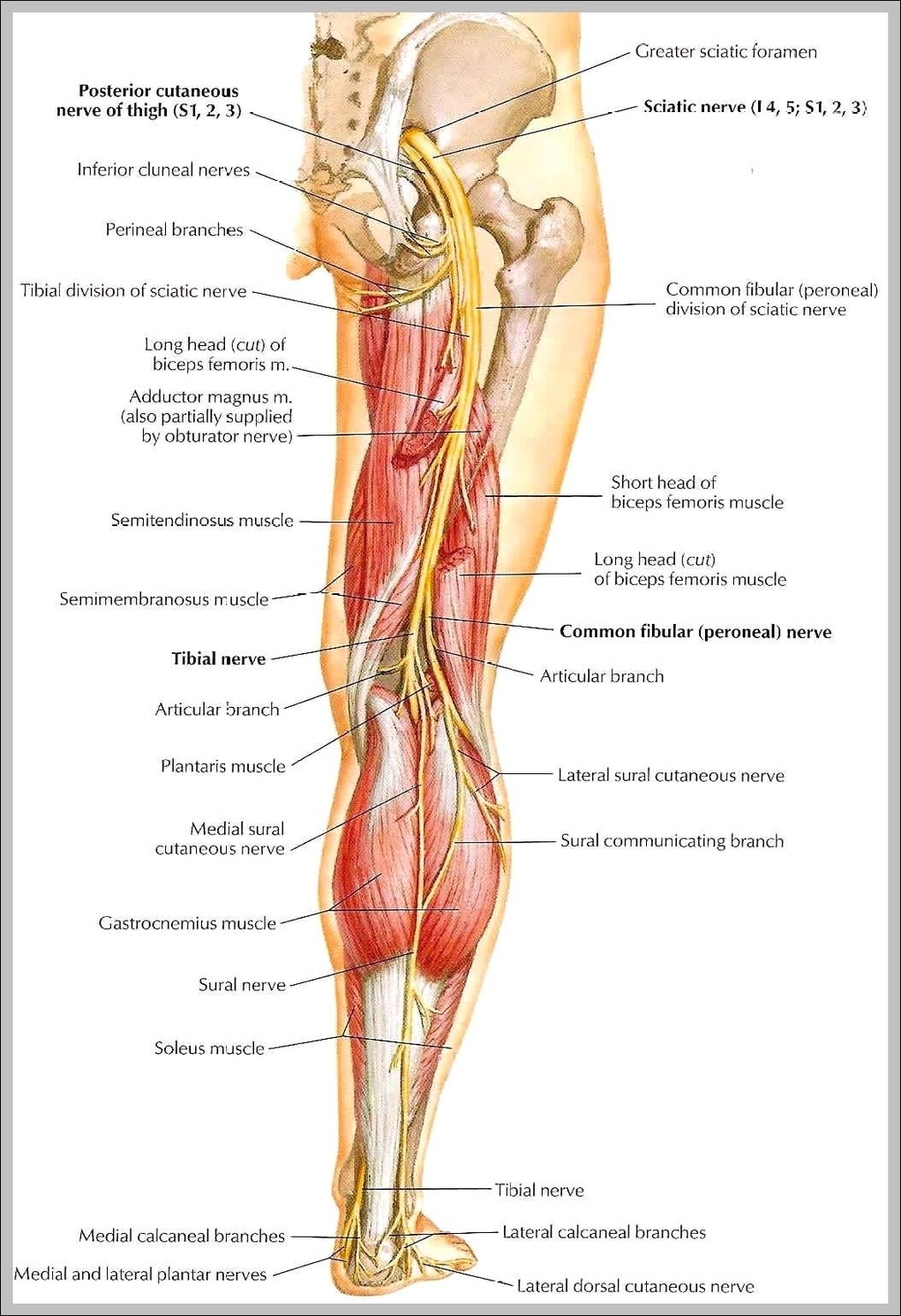Nerves Of The Lower Leg Graph Diagram Nerves Of The Lower Leg Graph Diagram