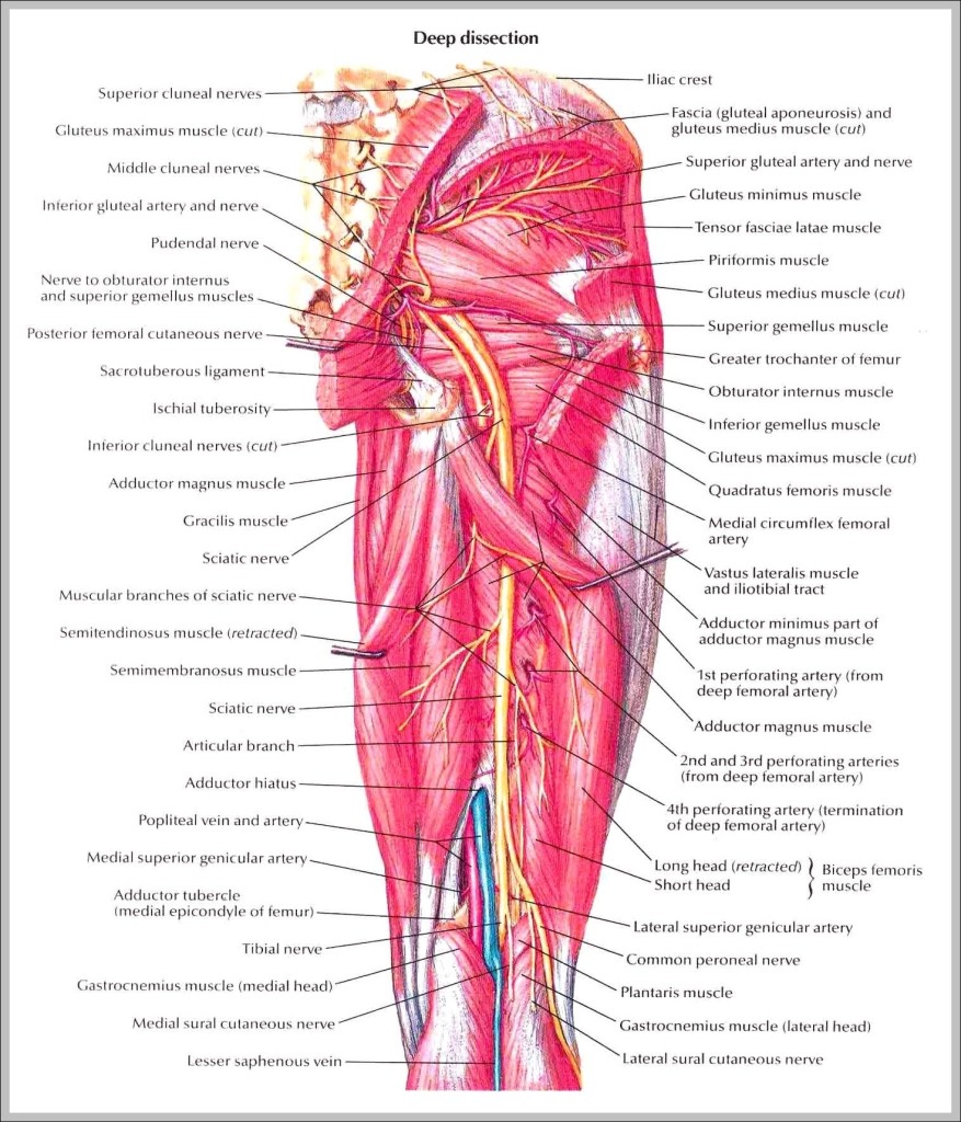 Nerve Graph Diagram Nerve Graph Diagram