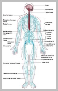 Nerves System