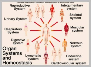 organs