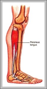Peroneus Longus Function
