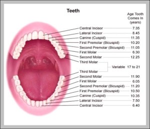 Picture Of Human Teeth