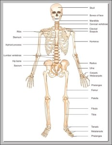 Picture Of The Skeletal System