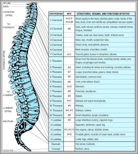 Picture Of The Spine - Graph Diagram