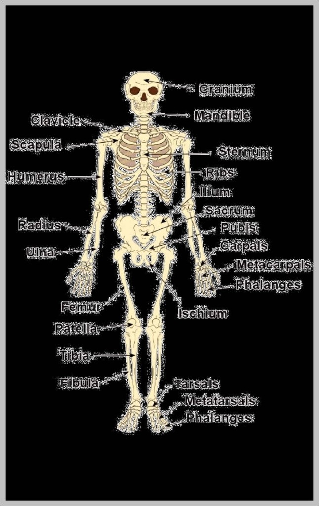 Pictures Of Bones In The Human Body