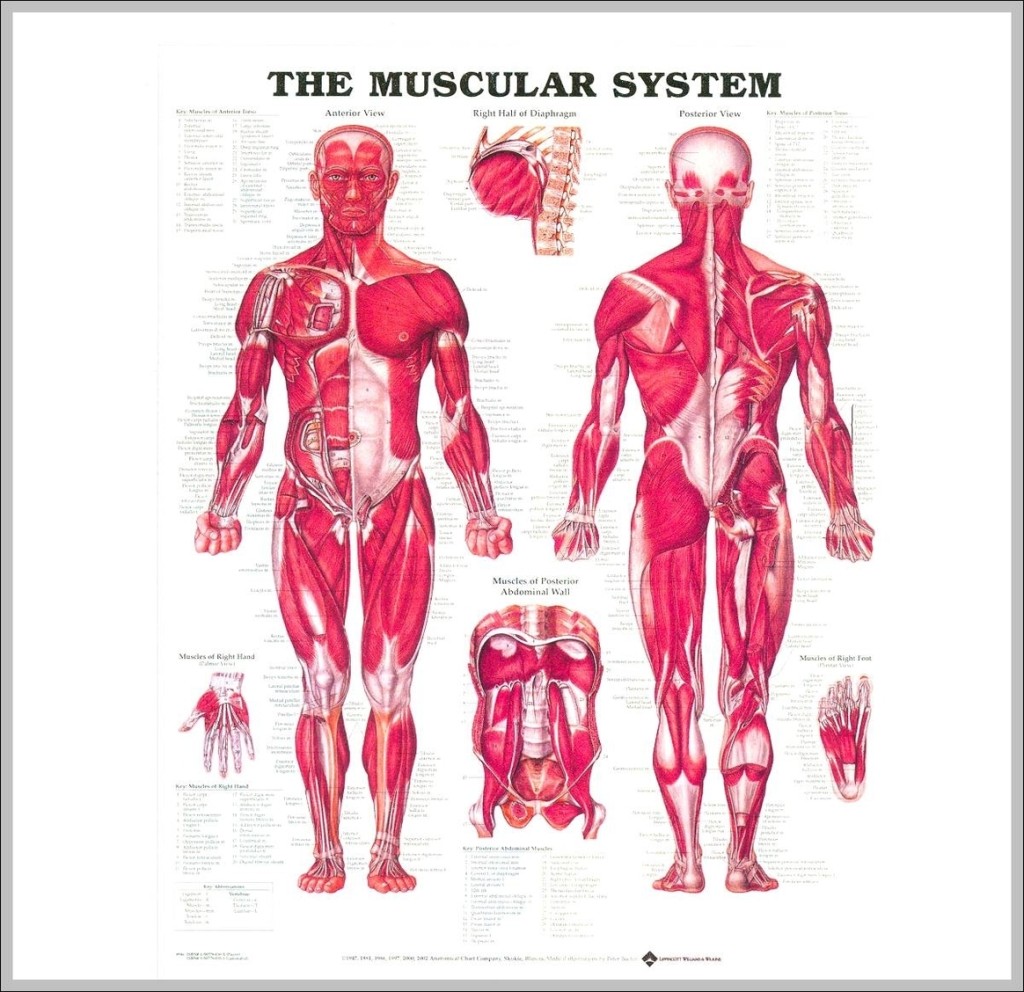 Pictures Of Muscular System – Graph Diagram