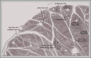 Skeletal Muscle Labeled