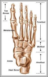 Skeletal System Foot