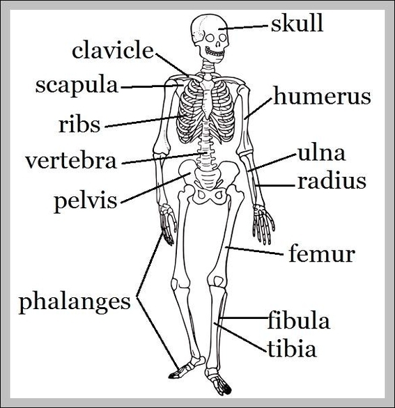 Bones Chart Graph Diagram