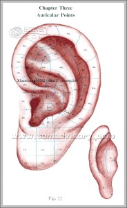 Small Intestine Location