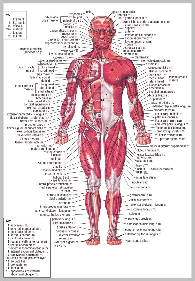 Human Graph Diagram
