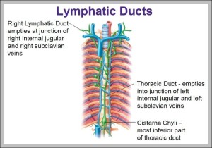 Thoracic Duct Function