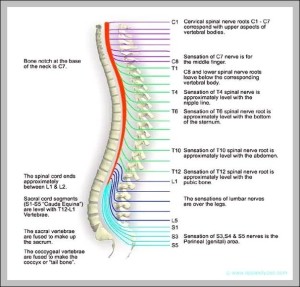 Thoracic Vertebrae Numbers