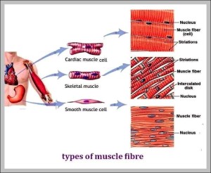 Types Of Muscles