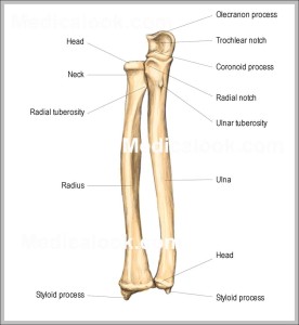 Ulna Images