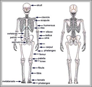Unlabeled Diagram Of The Human Skeleton