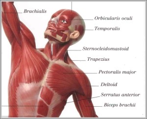 Upper Body Muscle