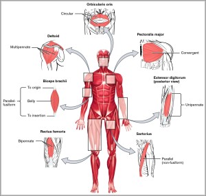 Upper Body Muscle Names