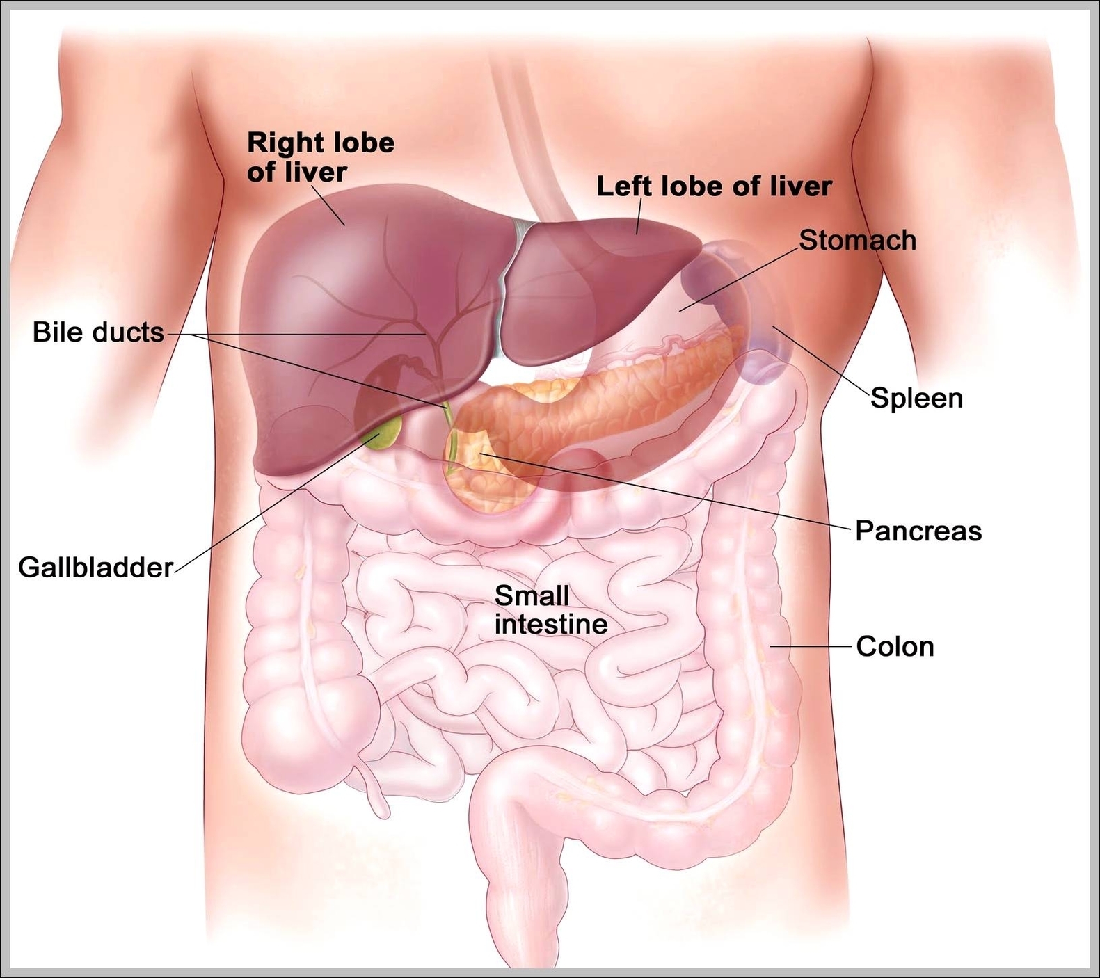 Where Is The Liver Located In A Human Graph Diagram Where Is The Liver Located In A Human Graph Diagram